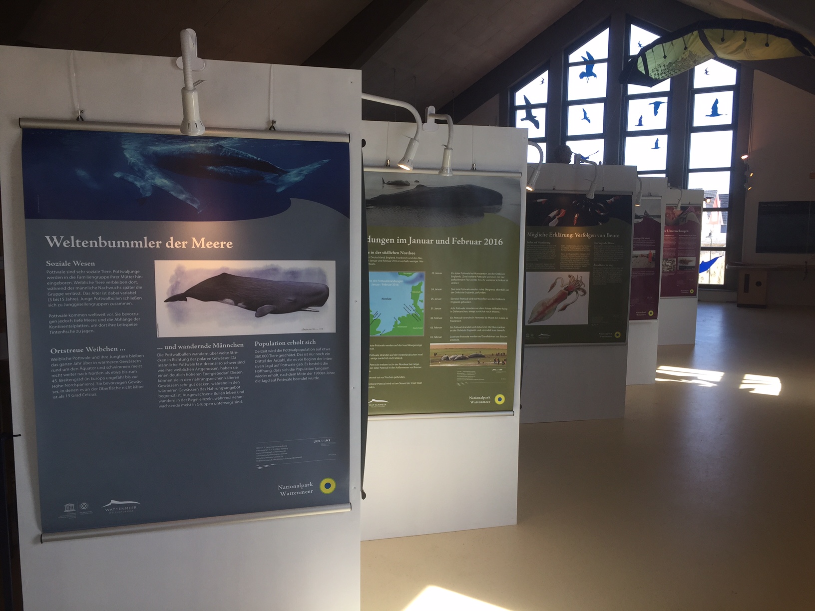 Pottwal-Sonderausstellung in der „Arche Wattenmeer“ auf Sylt