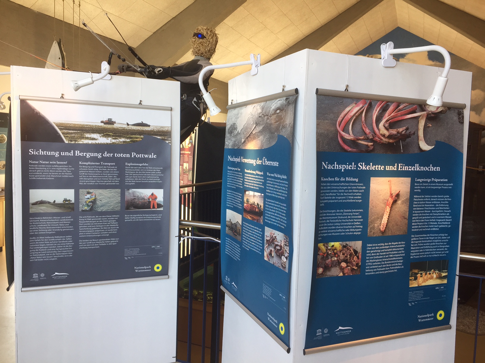 Pottwal-Sonderausstellung in der „Arche Wattenmeer“ auf Sylt